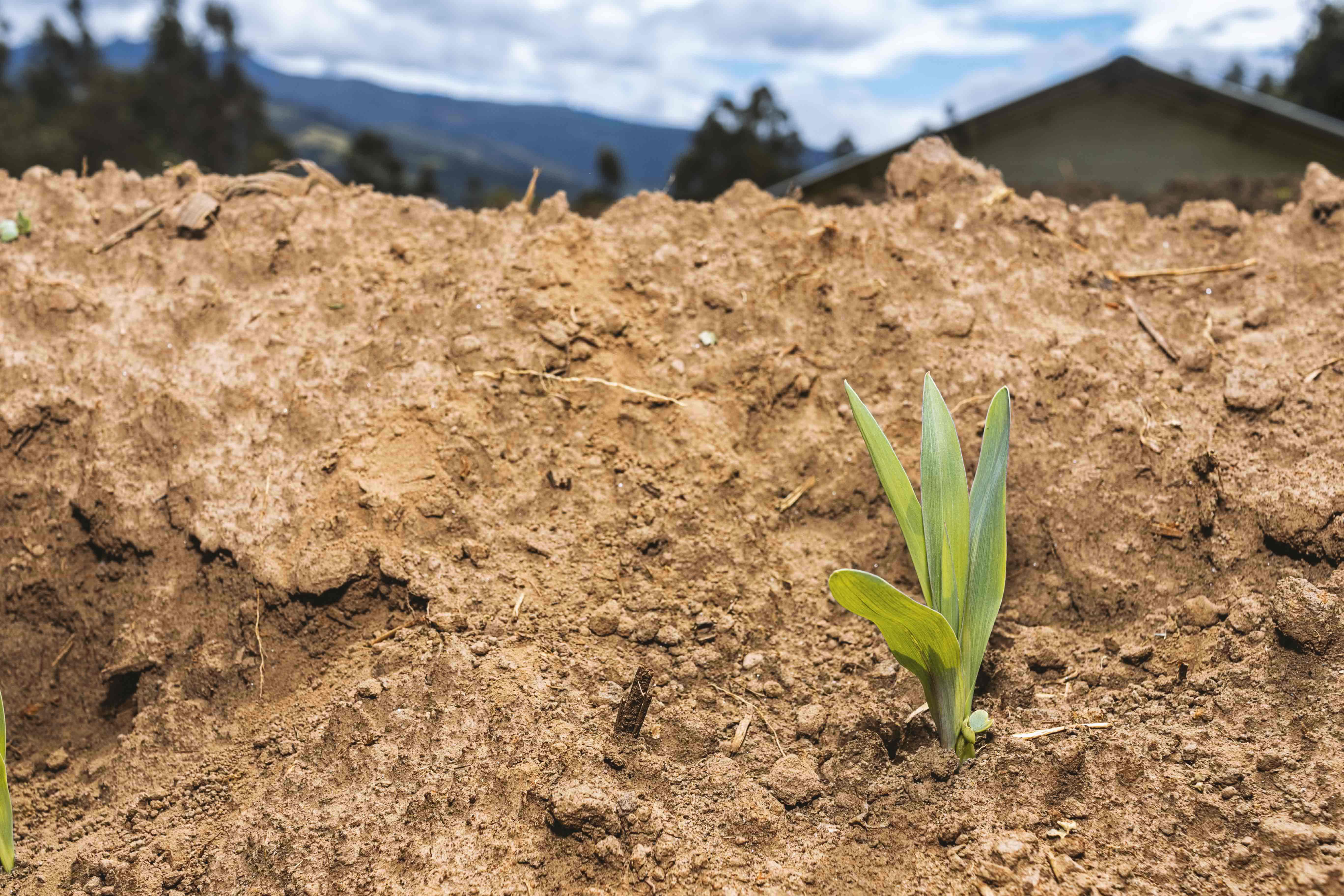 La fertilidad del suelo